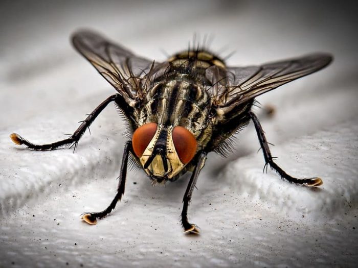 Descubre cómo eliminar las moscas pequeñas en casa