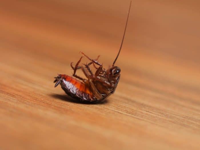 ¿Cómo prevenir plagas de insectos en tu casa? Trucos y consejos